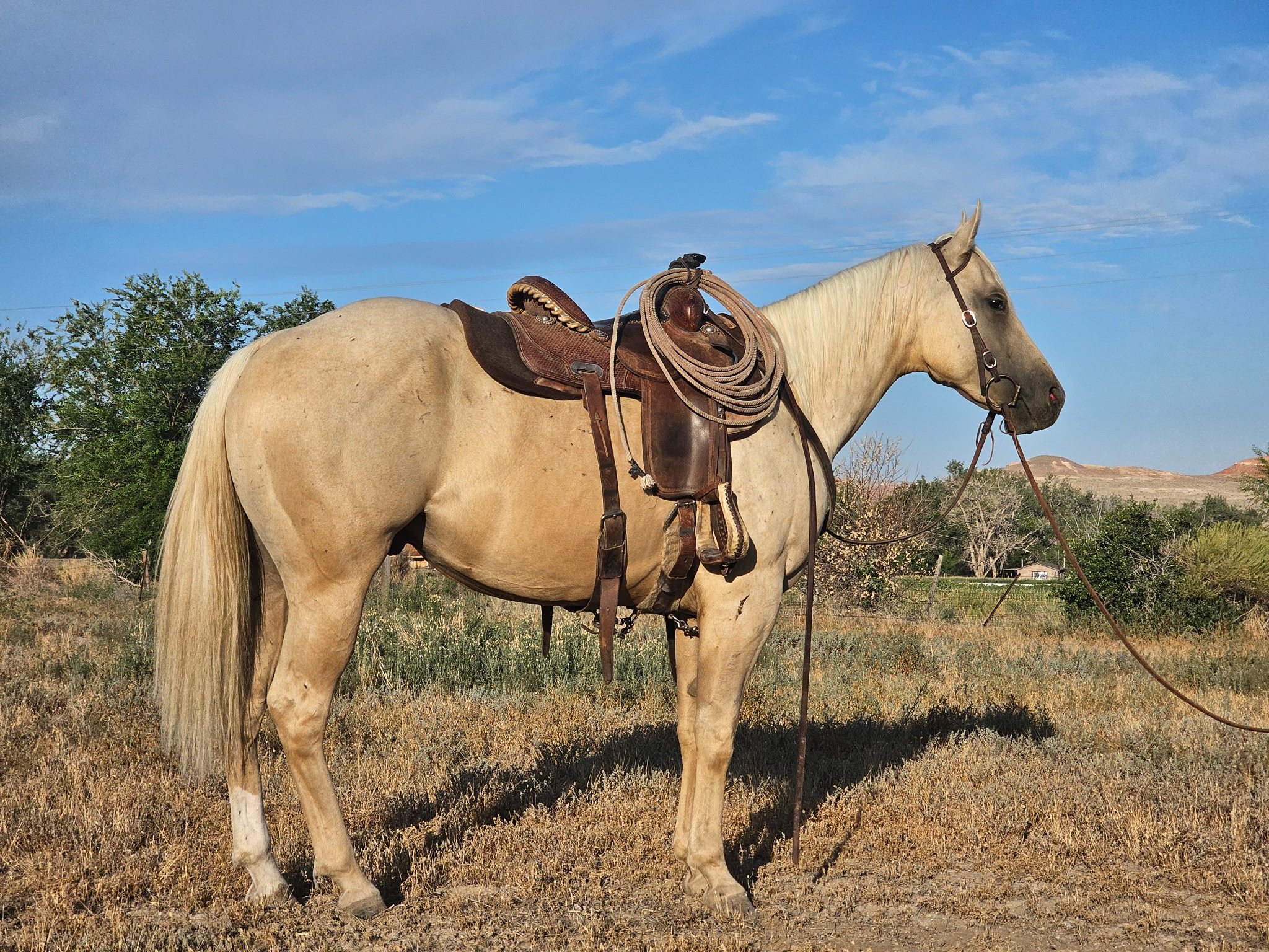 Regalo Buck – Horse Source Directory